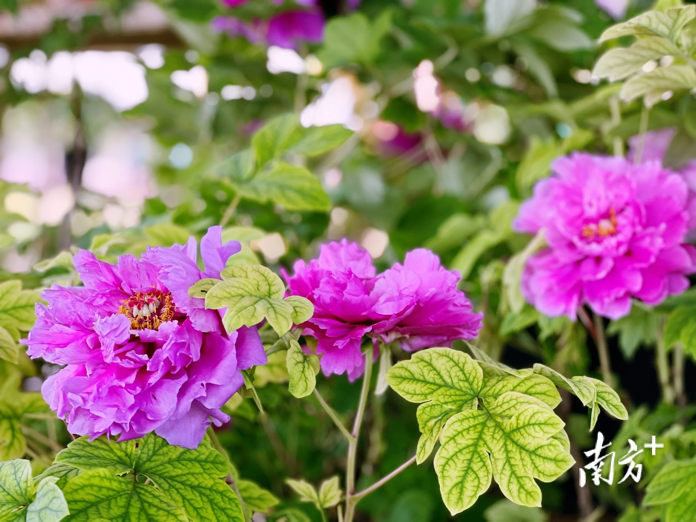 藏不住了！广东5条赏花线路出炉，带你踏进春天里-房产资讯-房天下