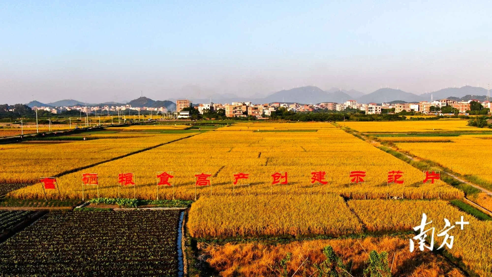 视觉｜高州稻田：稻穗压弯腰，丰收正当时-房产资讯-房天下